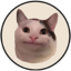 BELUGA Beluga Cat Price Today, Live Coin Chart & USD/USDT Rates | DropsTab