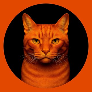 BILLI BILLI Price Today, Live Coin Chart & USD/USDT Rates | DropsTab