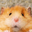 CHIP Chip The Wooly Mouse Price Today, Live Coin Chart & USD/USDT Rates ...