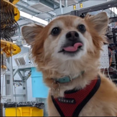 QUBIT Qubit The Quantum Dog Price Today, Live Coin Chart & USD/USDT ...
